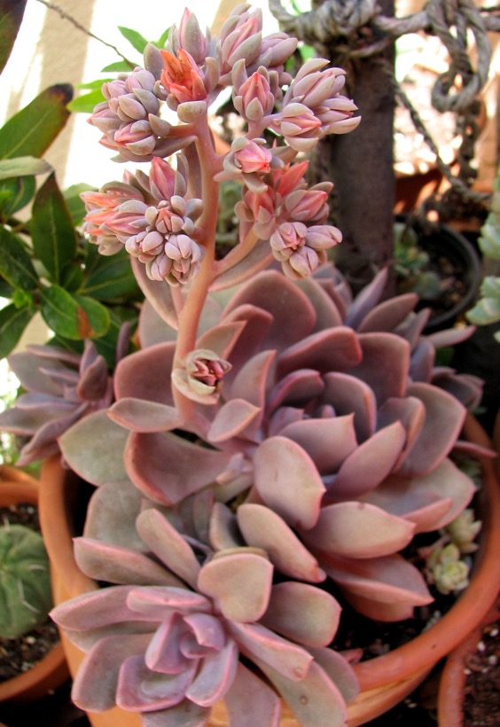 20 Graptoveria Varieties: Add Rosette Plant in Your Succulent Garden ...