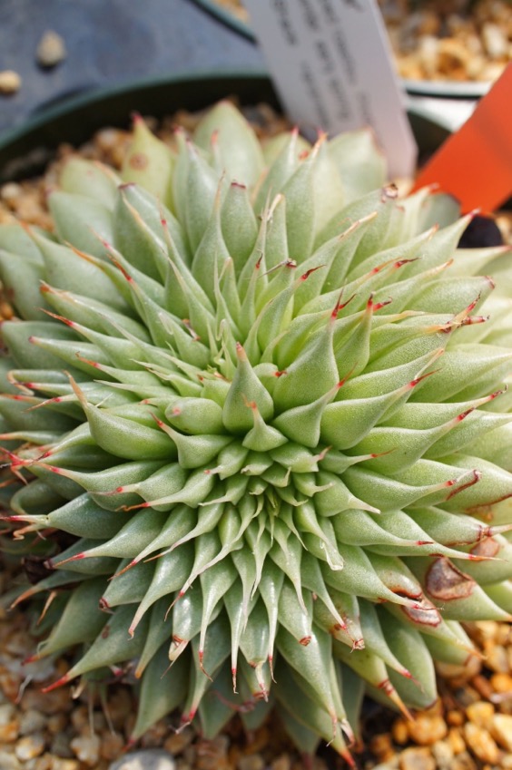 20 Graptoveria Varieties: Add Rosette Plant in Your Succulent Garden ...
