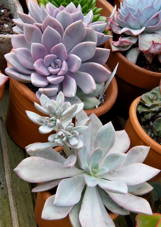 20 Graptoveria Varieties: Add Rosette Plant in Your Succulent Garden ...