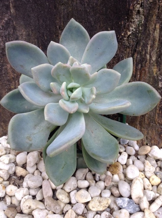 20 Graptoveria Varieties: Add Rosette Plant in Your Succulent Garden ...