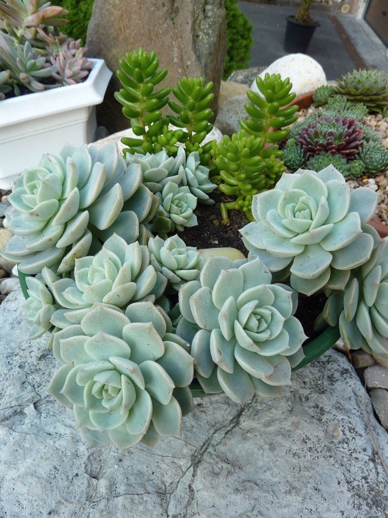 20 Graptoveria Varieties: Add Rosette Plant in Your Succulent Garden ...
