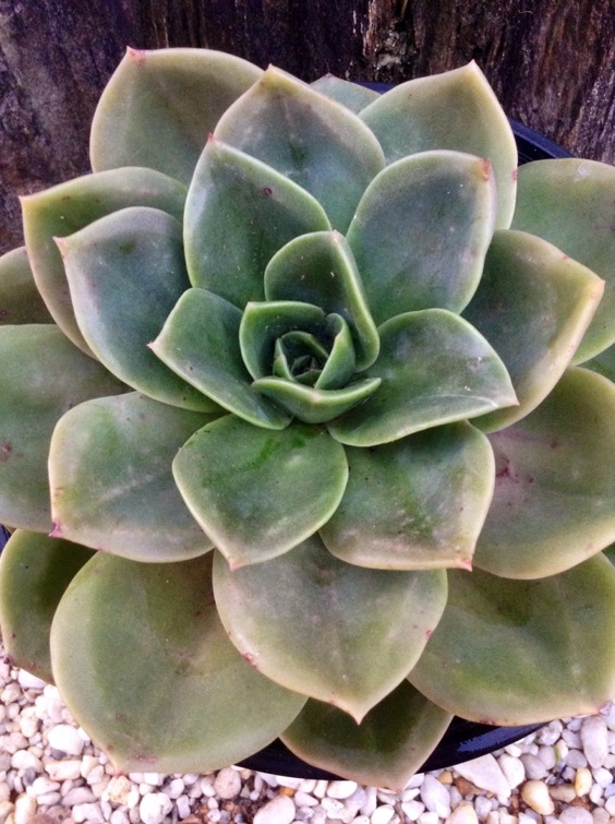 20 Graptoveria Varieties: Add Rosette Plant in Your Succulent Garden ...