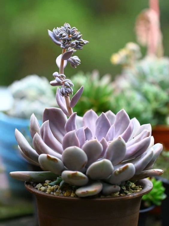 20 Graptoveria Varieties: Add Rosette Plant in Your Succulent Garden ...