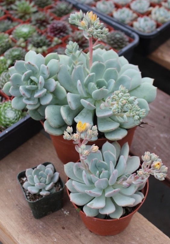 20 Graptoveria Varieties: Add Rosette Plant in Your Succulent Garden ...