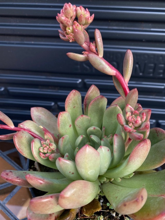 20 Graptoveria Varieties: Add Rosette Plant in Your Succulent Garden ...