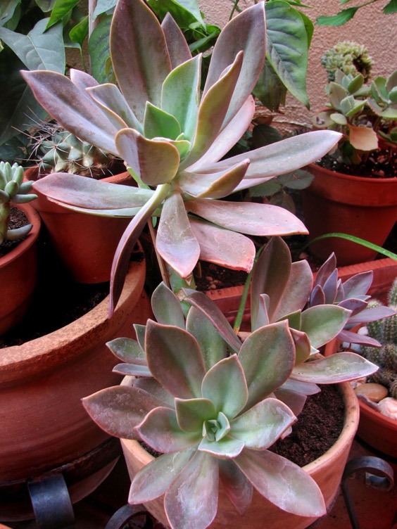 20 Graptoveria Varieties: Add Rosette Plant in Your Succulent Garden ...