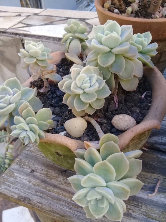 20 Graptoveria Varieties: Add Rosette Plant in Your Succulent Garden ...