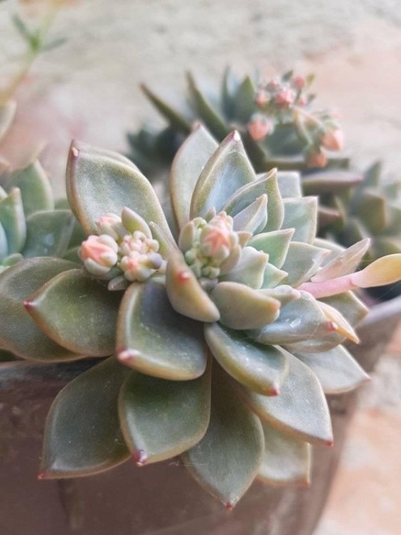 20 Graptoveria Varieties: Add Rosette Plant in Your Succulent Garden ...