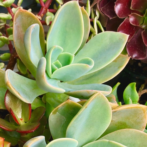 20 Graptoveria Varieties: Add Rosette Plant in Your Succulent Garden ...