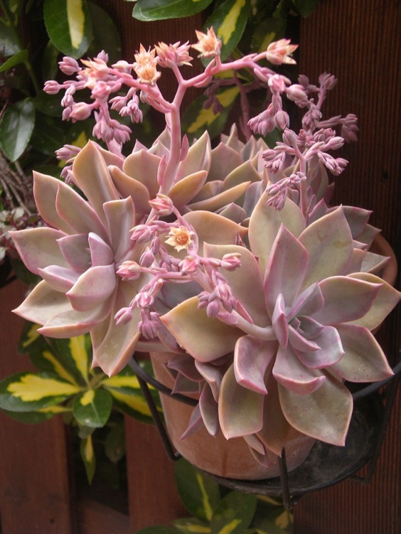 20 Graptoveria Varieties: Add Rosette Plant in Your Succulent Garden ...